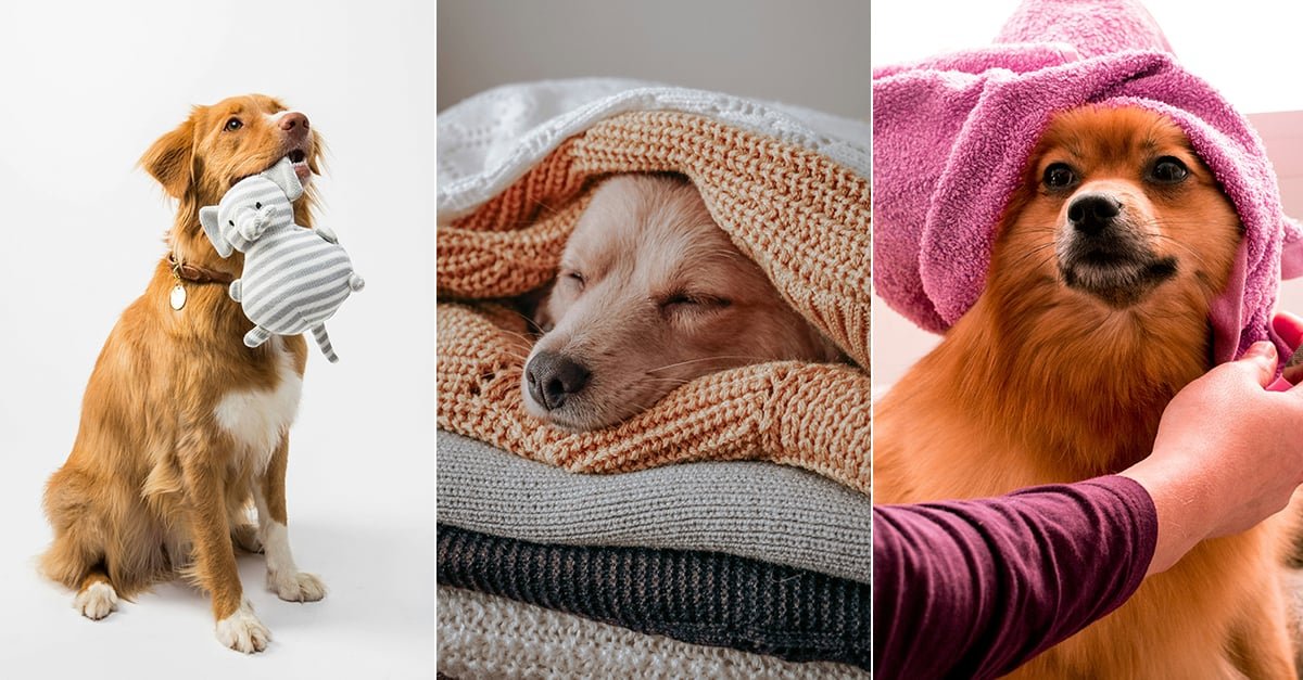 Celebrate Your Dog and Creativity with K9 Friends 2026