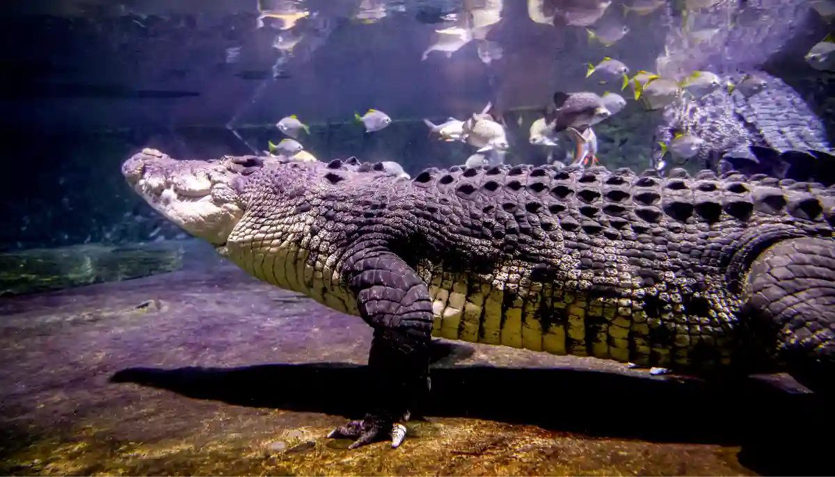 Crocodile Dubai Mall: Meet King Croc and Queen Missy