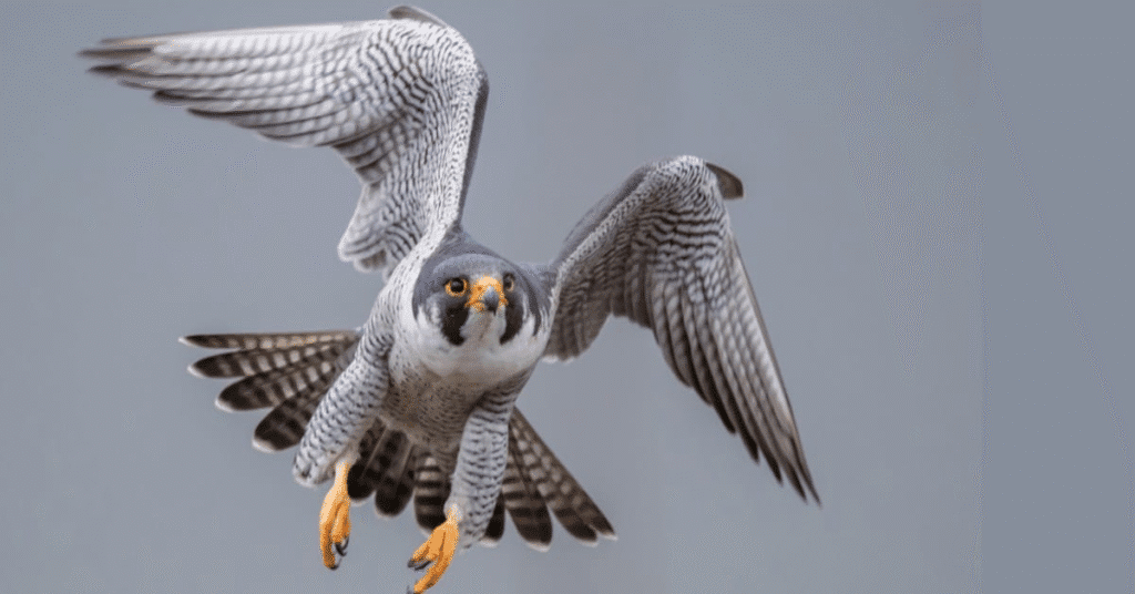 Falcon Price in Dubai: A Comprehensive Guide to Costs and Trends