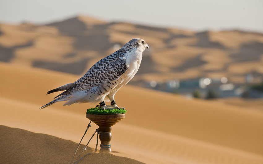 Falcon Price in Dubai: A Comprehensive Guide to Costs and Trends