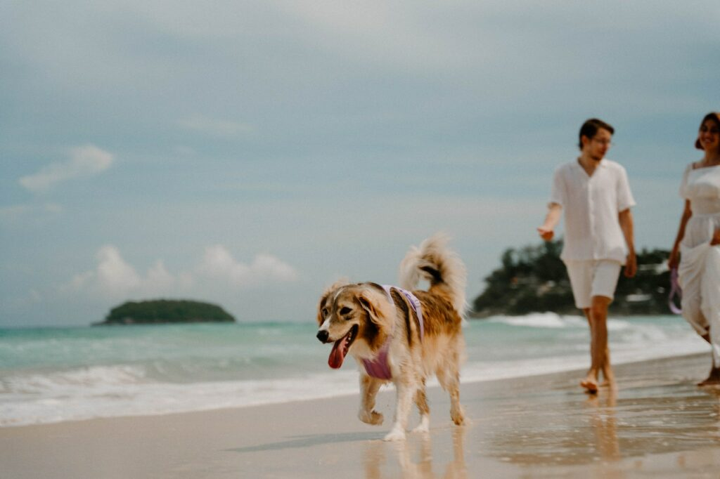 Dog-Friendly Beach Abu Dhabi: Sandy Paws Sundays Launch